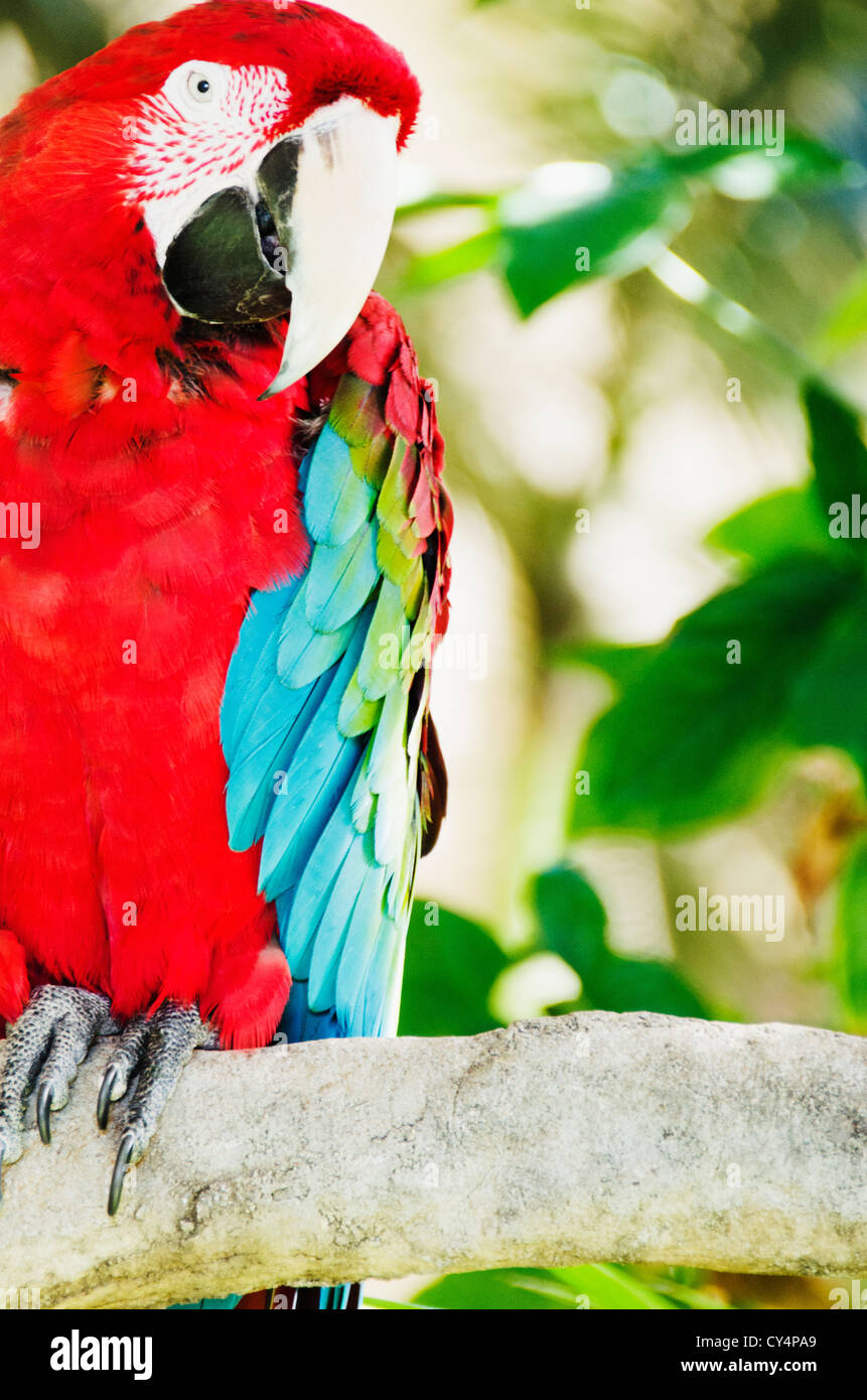 Usa parrot hi-res stock photography and images - Alamy