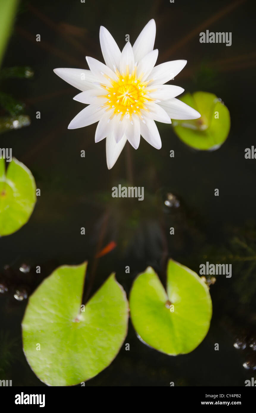 White water lily above hi-res stock photography and images - Alamy