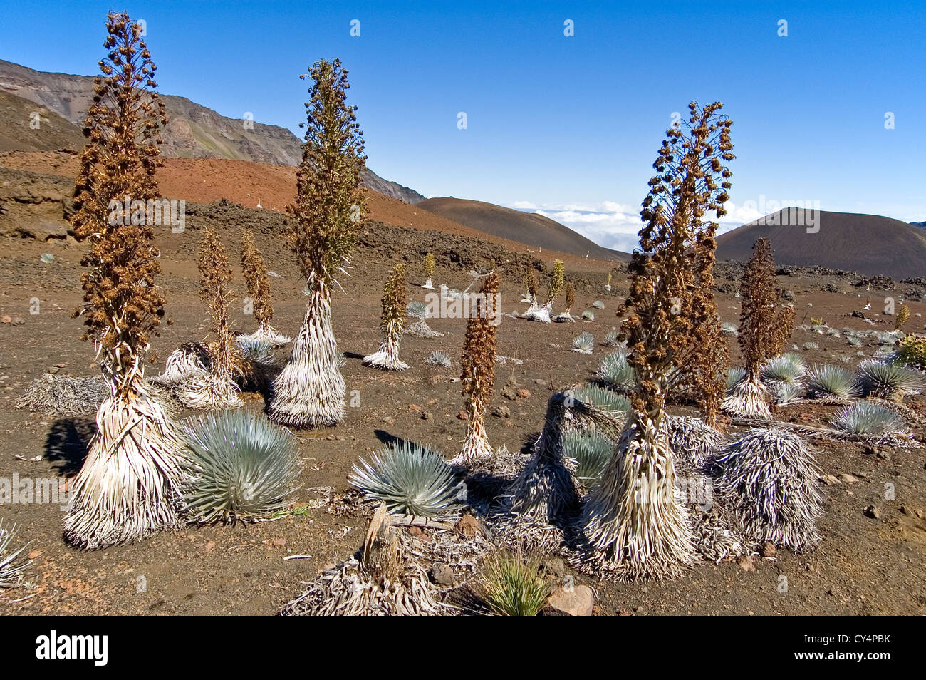 Silversword cactus hi-res stock photography and images - Alamy