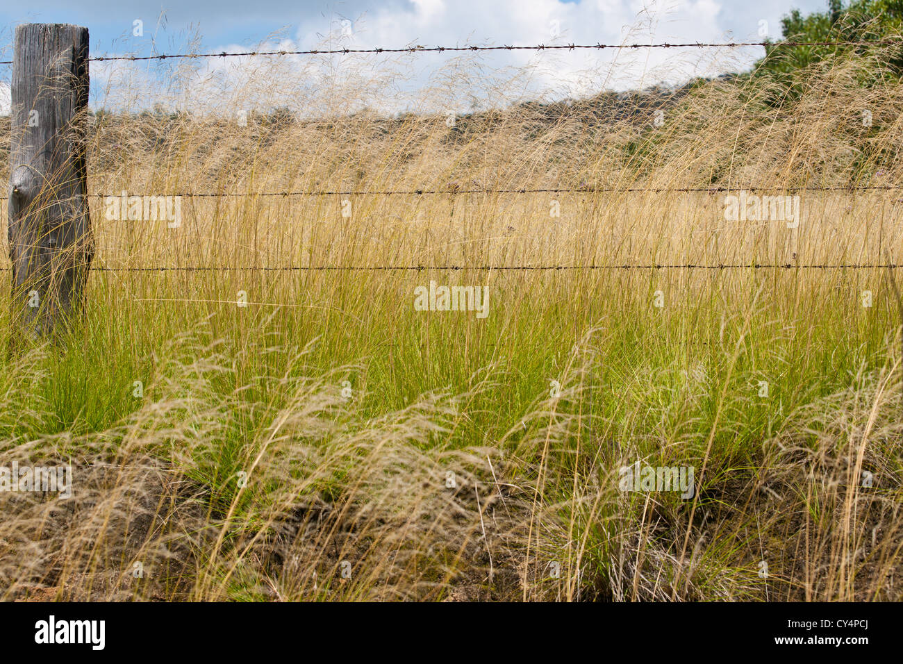 Green and gold grass through fence Stock Photo - Alamy