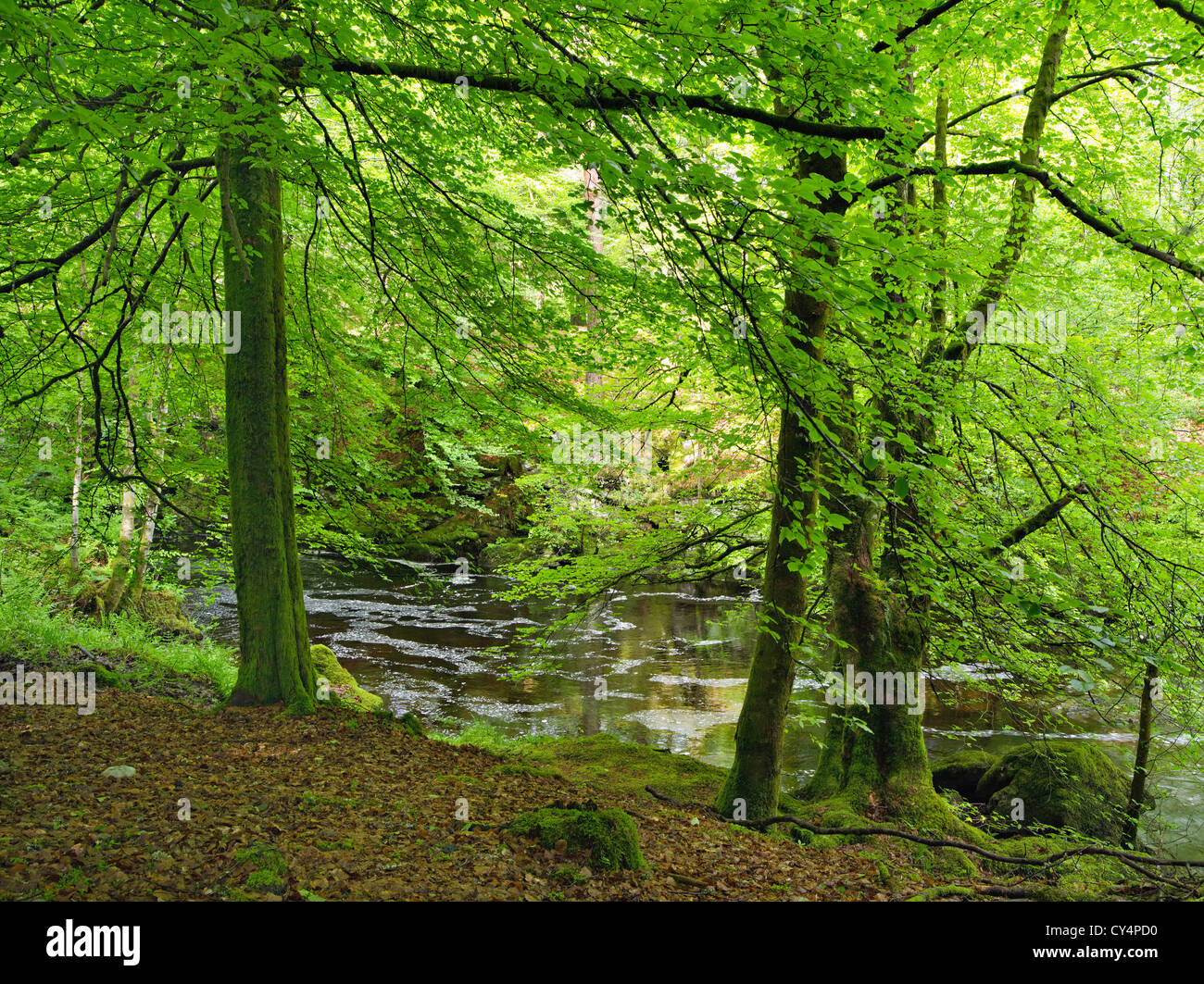 Beech trees in spring leaf hi-res stock photography and images - Alamy