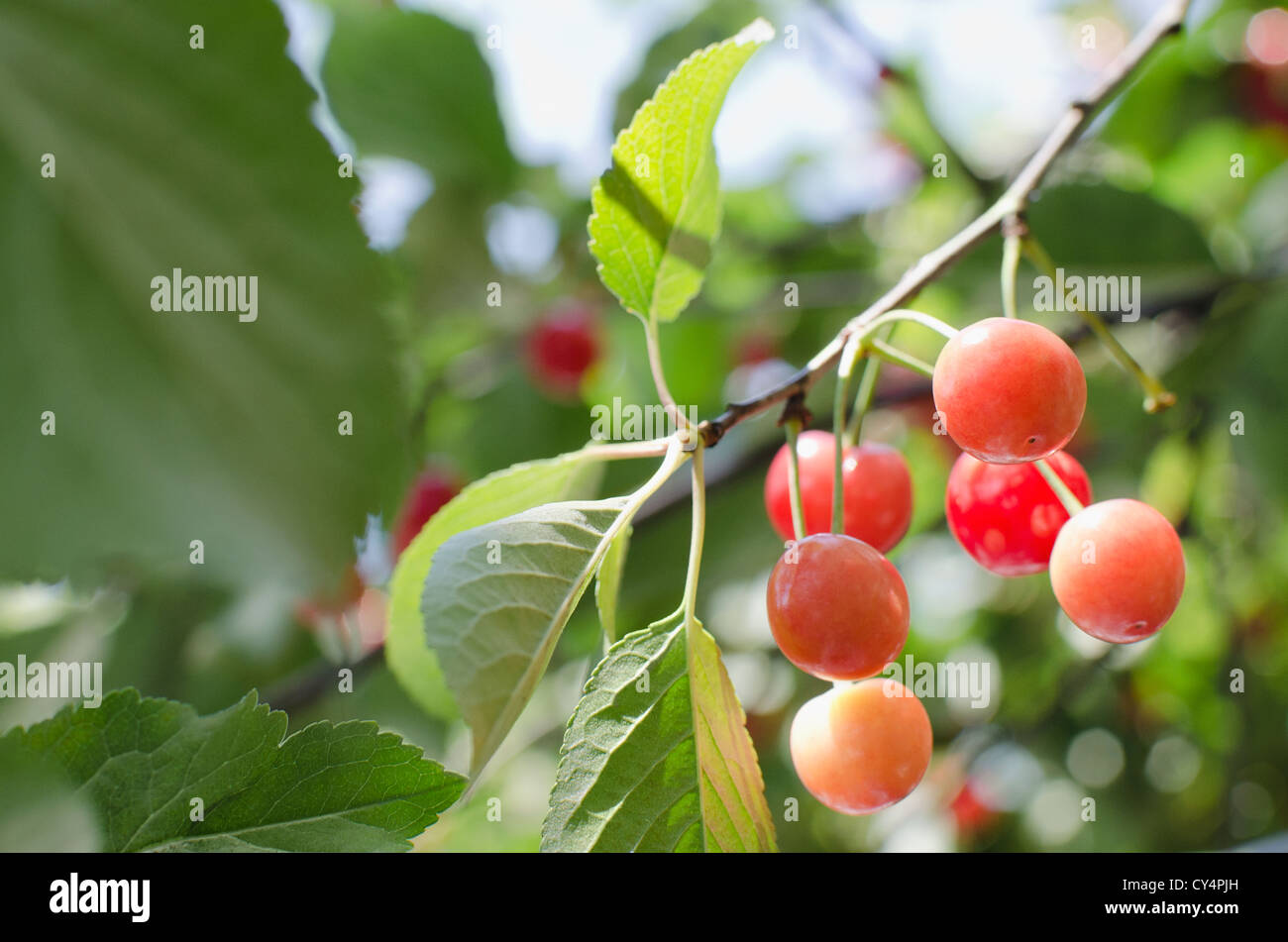 USA, New York State, New York City, Brooklyn, Cherries on cherry tree ...