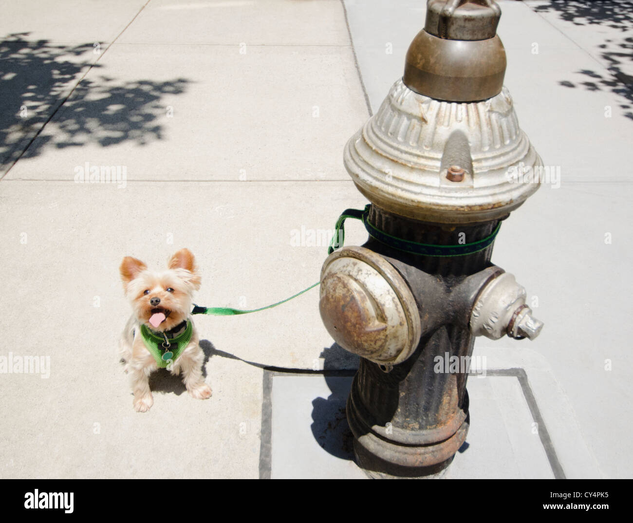 Fire hydrant dog hi-res stock photography and images - Alamy