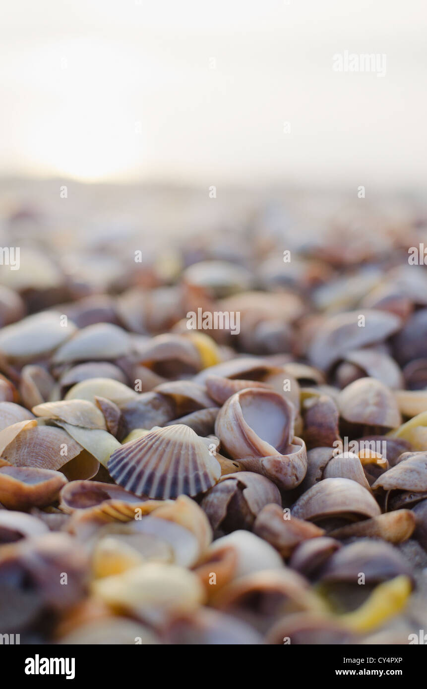 USA, New York State, East Hampton, Shells on beach Stock Photo - Alamy