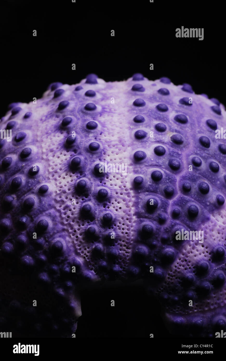 Purple urchin seashell with black background Stock Photo - Alamy