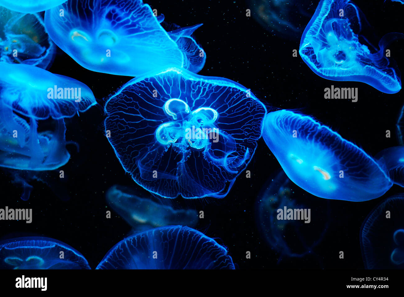 Colorful jellyfish hi-res stock photography and images - Alamy