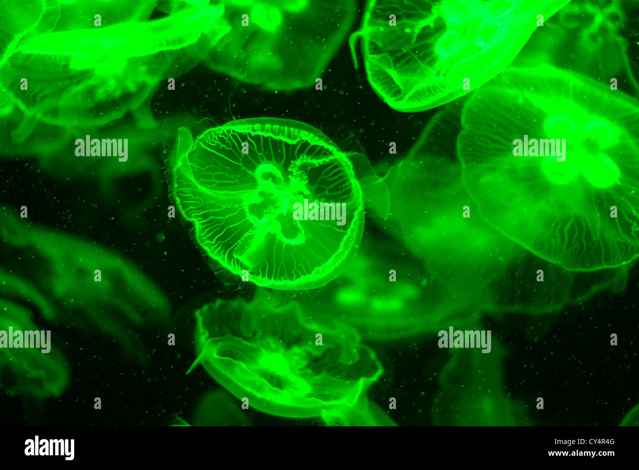 Colorful jellyfish hi-res stock photography and images - Alamy