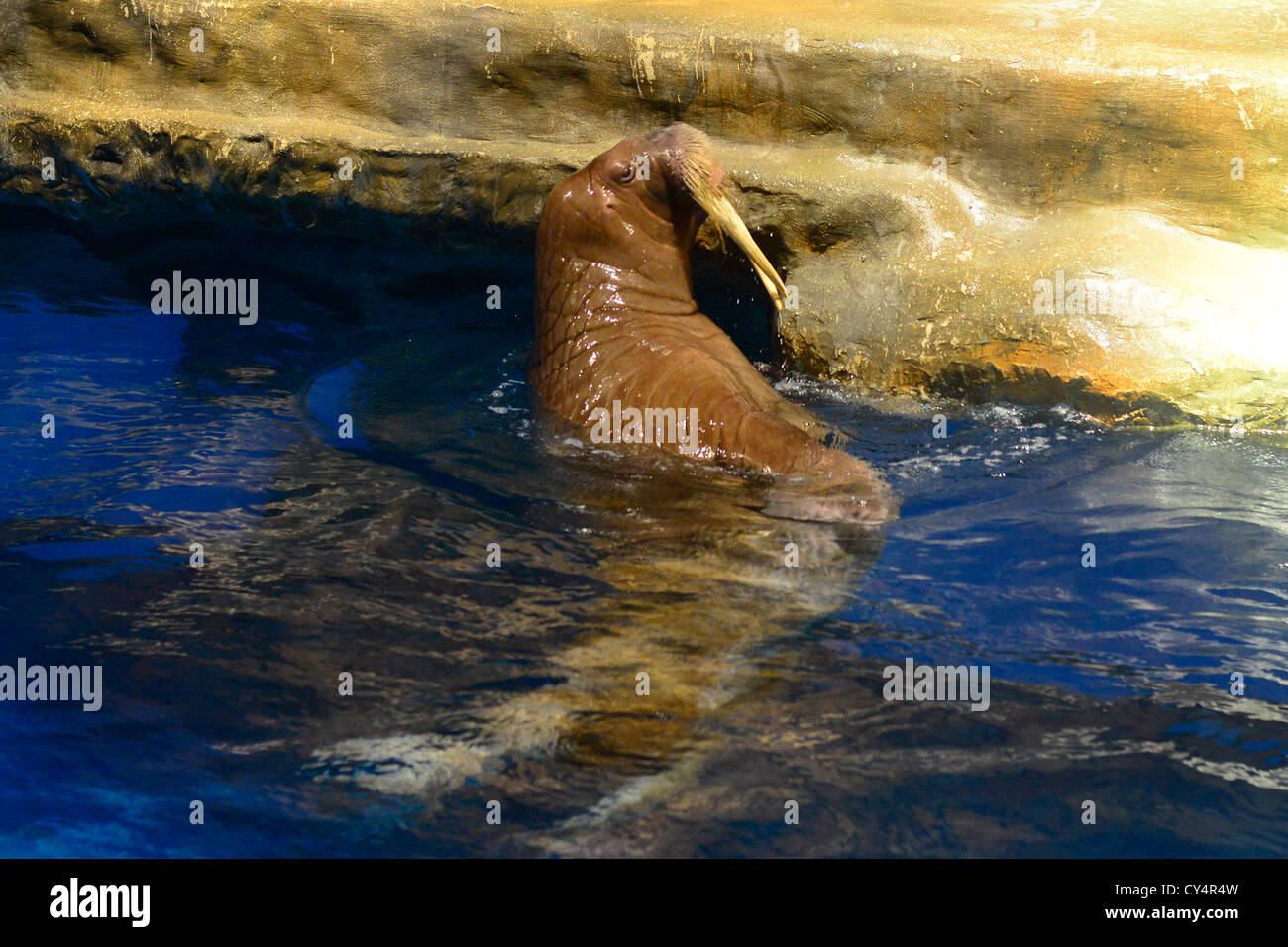 A Walrus swimming in the icy pool in the Arctic ocean display in Ocean ...