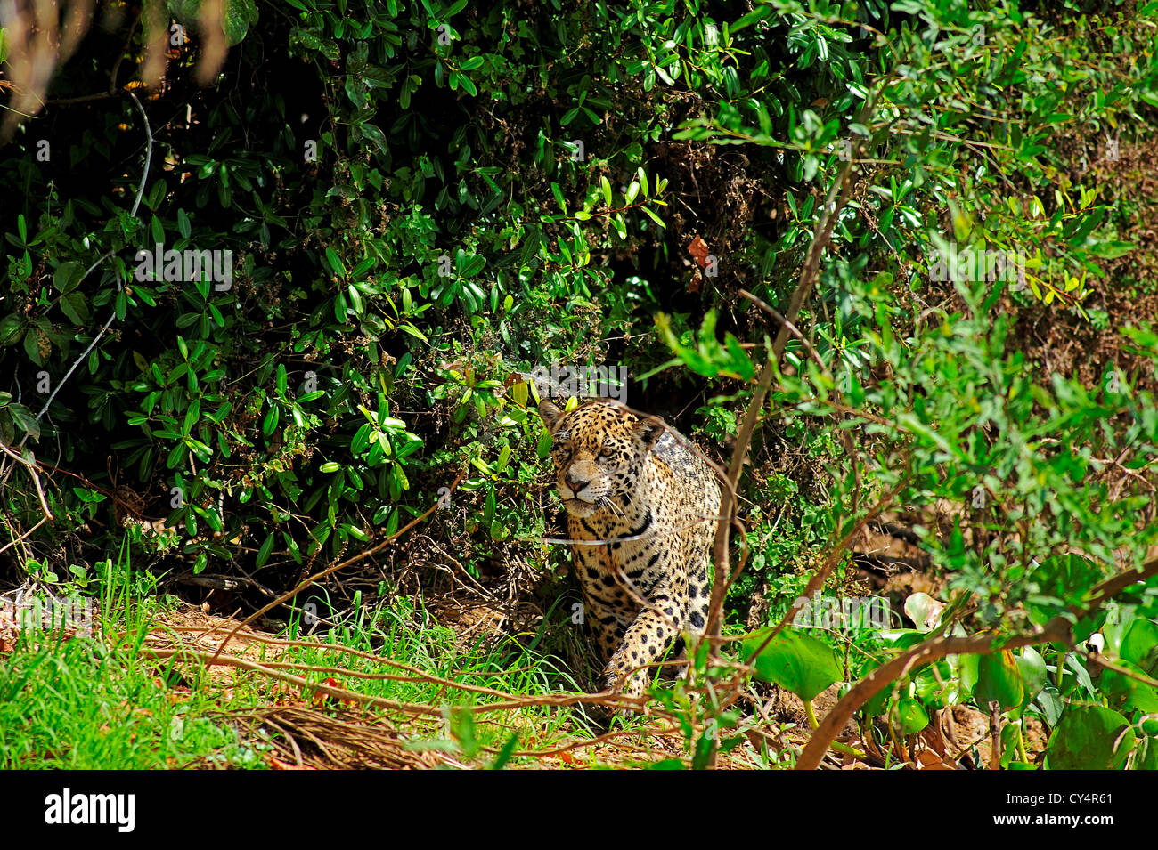 American imagery hi-res stock photography and images - Alamy