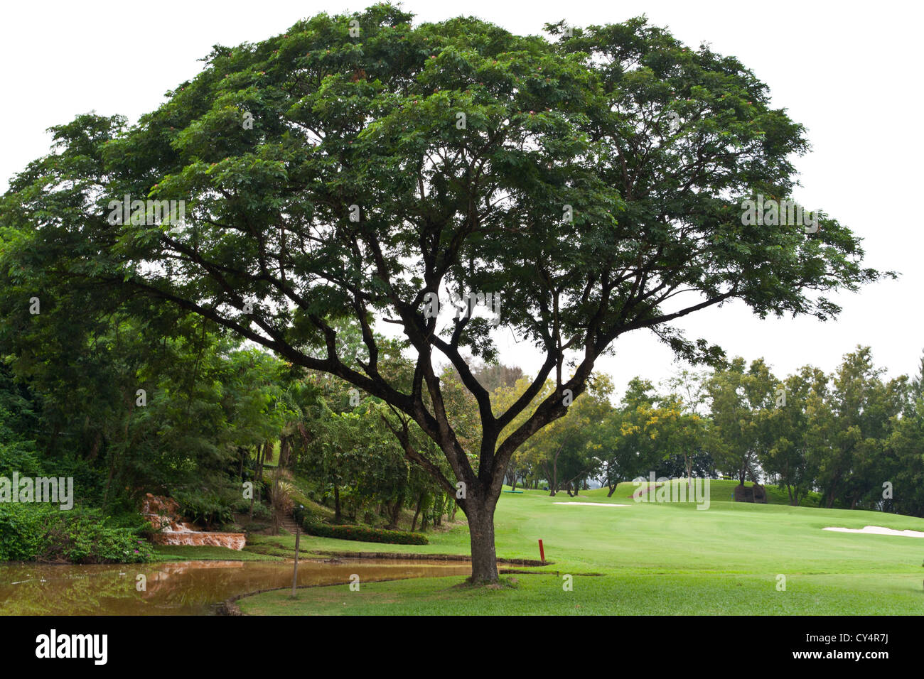 Big alone tree hi-res stock photography and images - Alamy