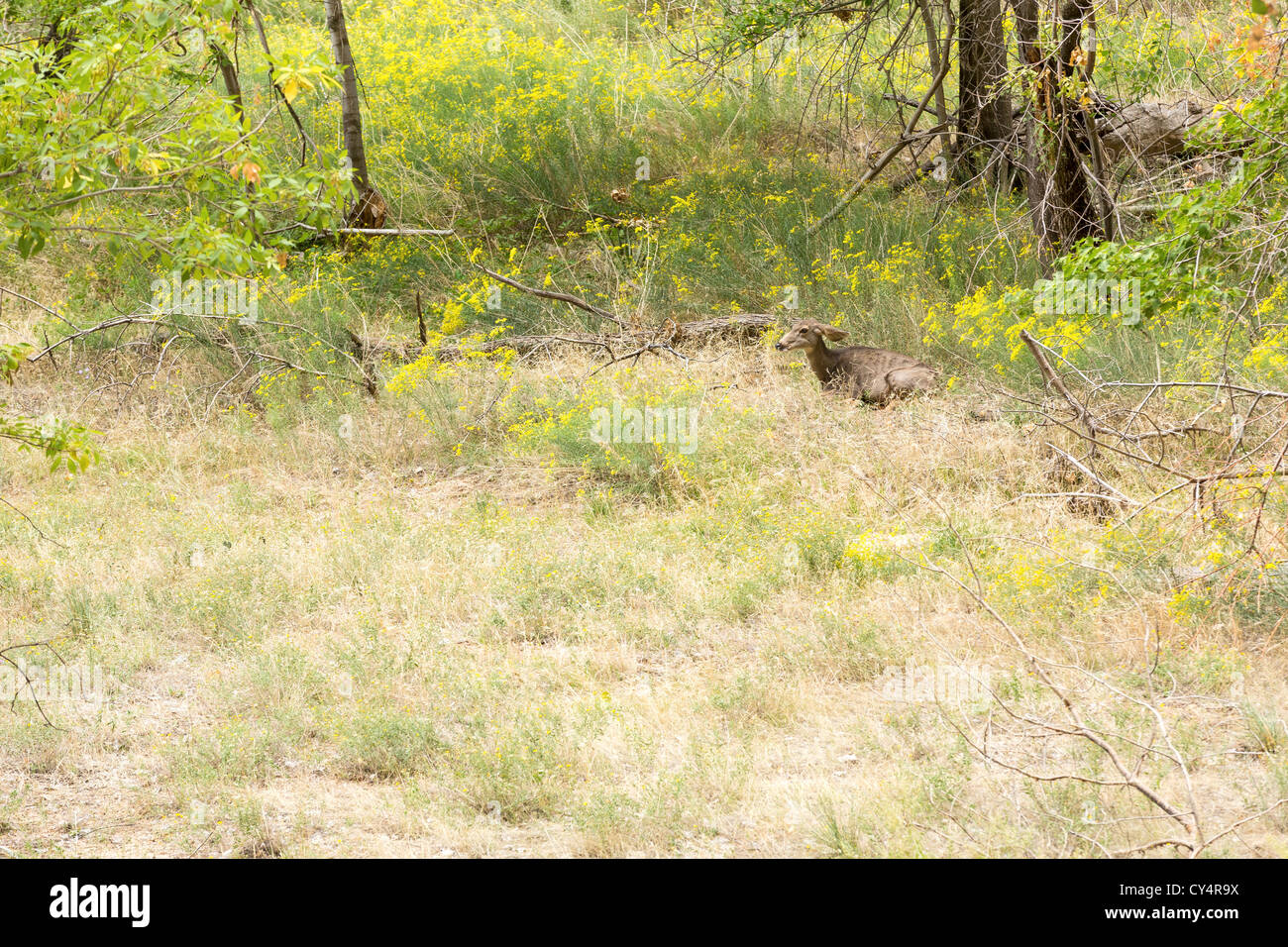 Mule deer feeding in tall grass, with yellow flowers blooming, at Zion ...