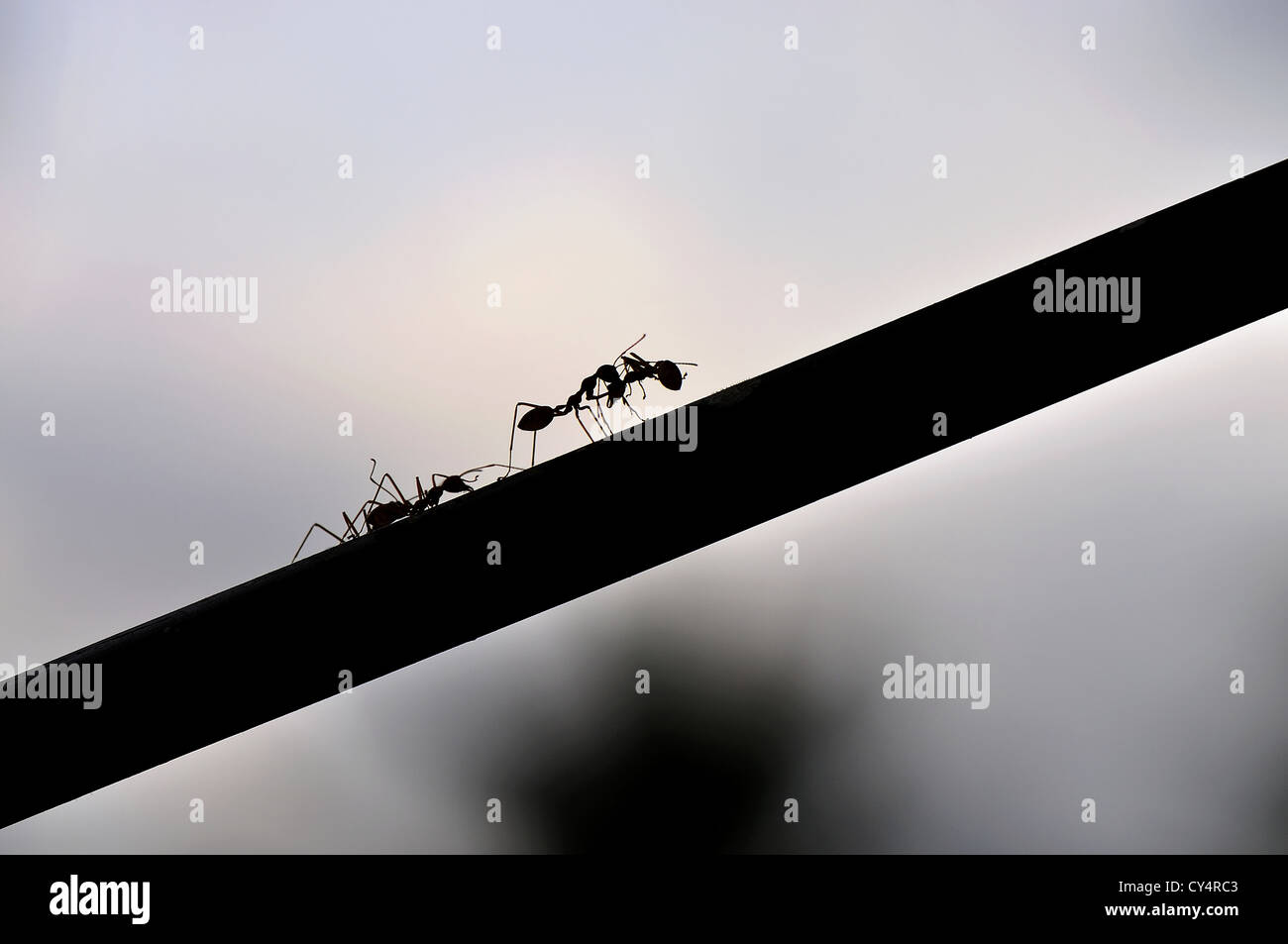 Ant journey hi-res stock photography and images - Alamy