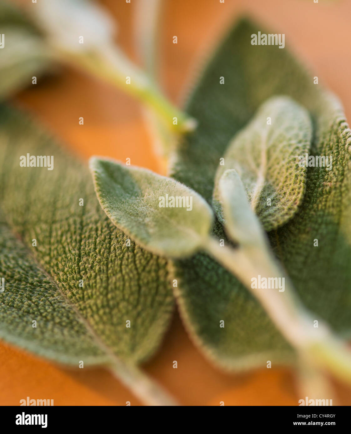 Studio shot of sage Stock Photo - Alamy