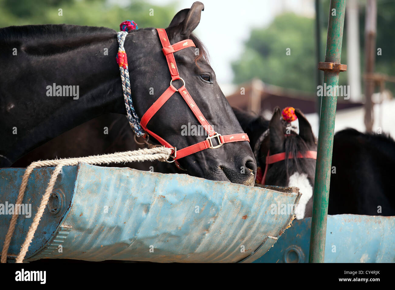 Stallion display hi-res stock photography and images - Alamy