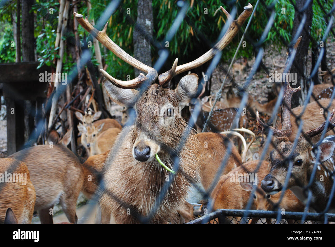 Deer in the zoo Stock Photo - Alamy