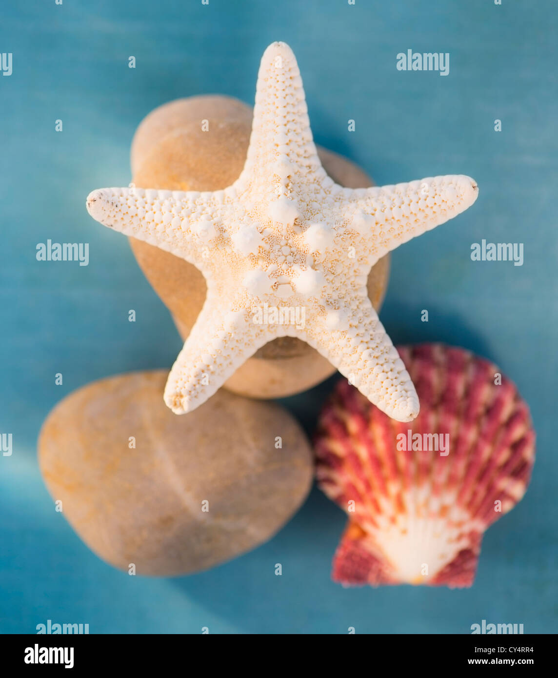 Composition of dry starfish, sea shell and pebble on blue background ...