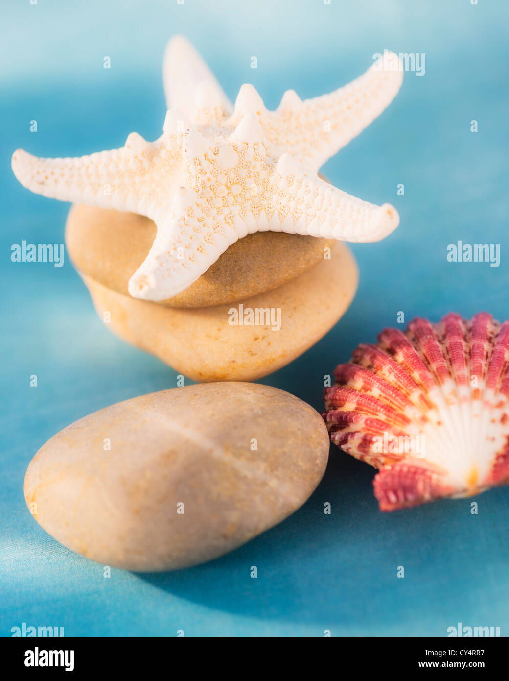 Composition of dry starfish, sea shell and pebble on blue background ...