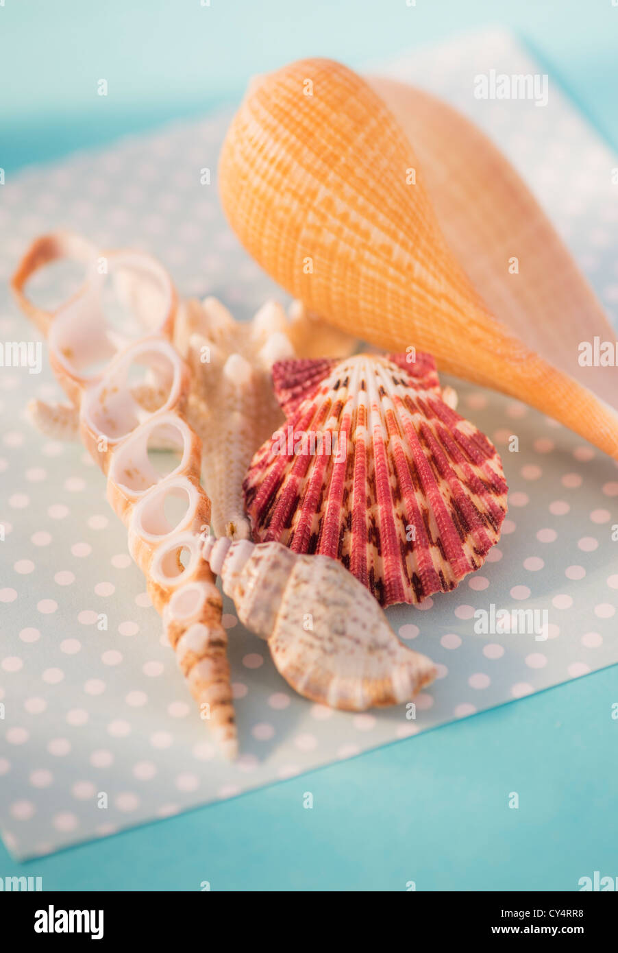 Spotted seashells hi-res stock photography and images - Alamy