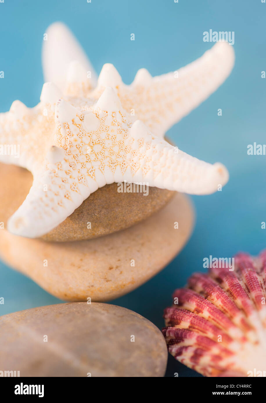 Composition of dry starfish, sea shell and pebble on blue background ...