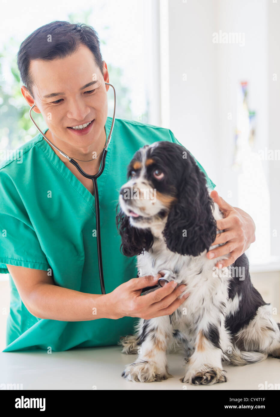 USA, New Jersey, Jersey City, Mid adult vet attending to dog Stock ...