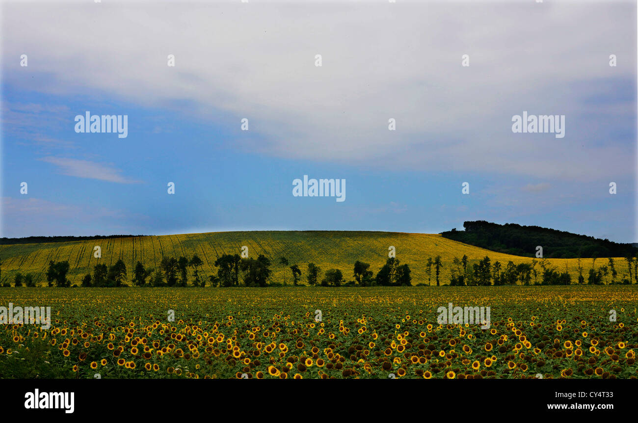 Beautiful sunflower fields in the Czech Republic Stock Photo - Alamy