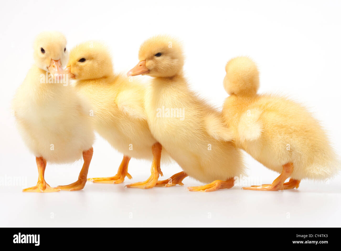 Ducklings walking hi-res stock photography and images - Alamy