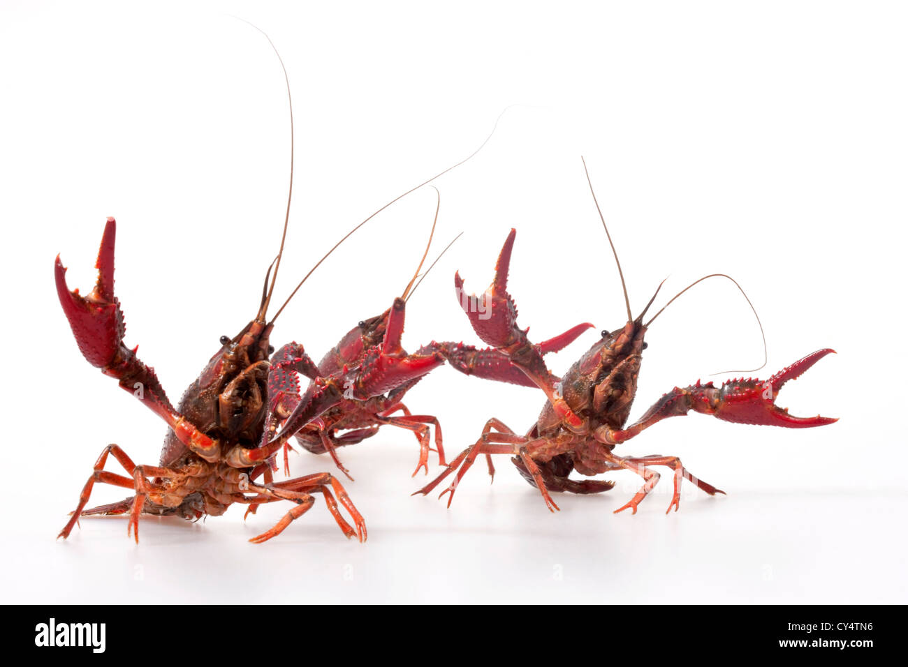 Crayfish looking hi-res stock photography and images - Alamy