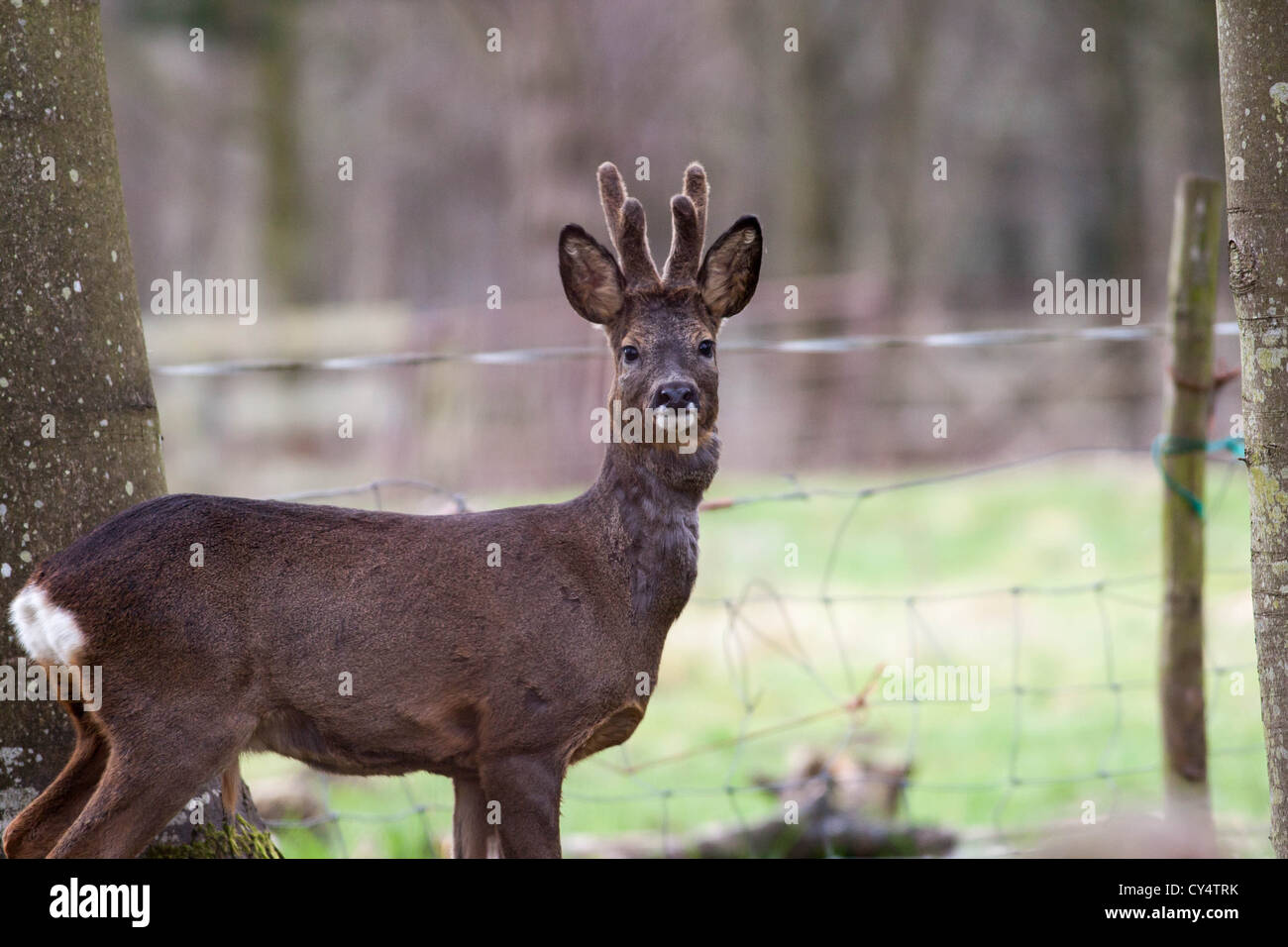 David buck hi-res stock photography and images - Alamy