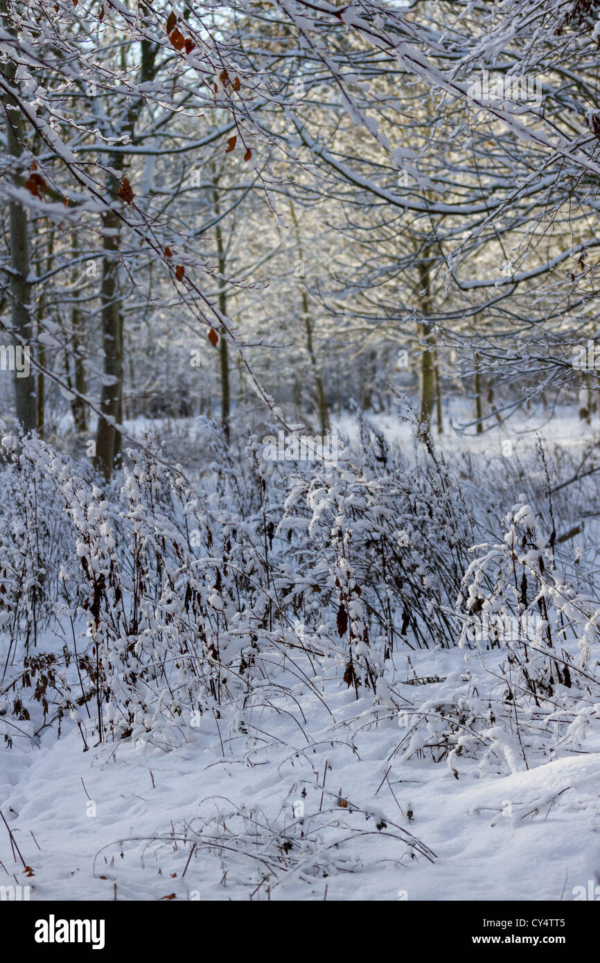 Snow bound trees hi-res stock photography and images - Alamy