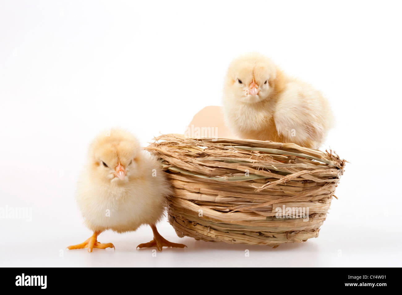 Baby chickens hatching hi-res stock photography and images - Alamy