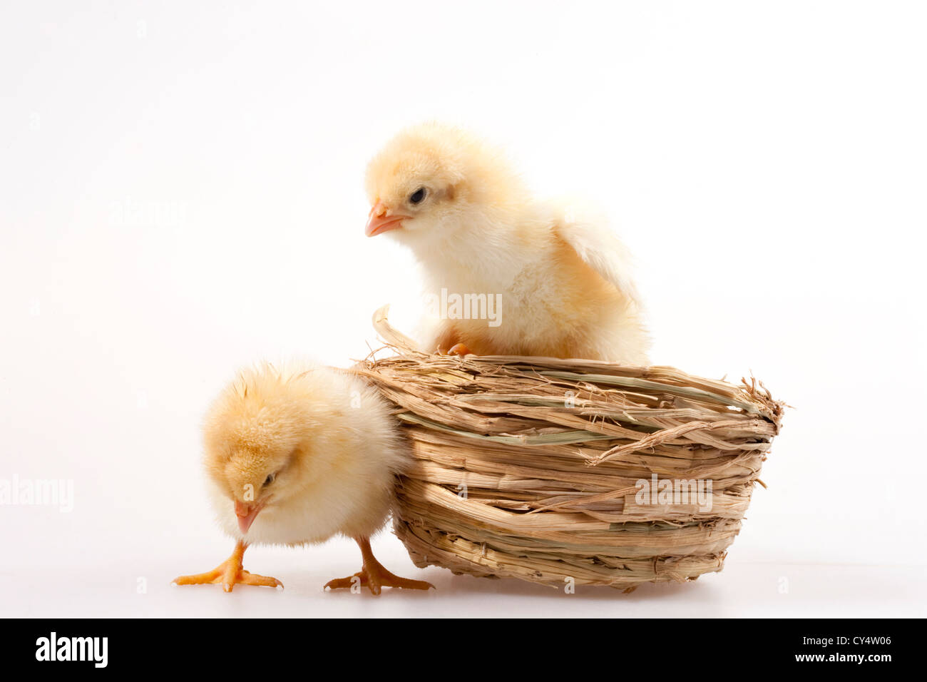 Baby chickens around bird's nest, studio shot Stock Photo - Alamy