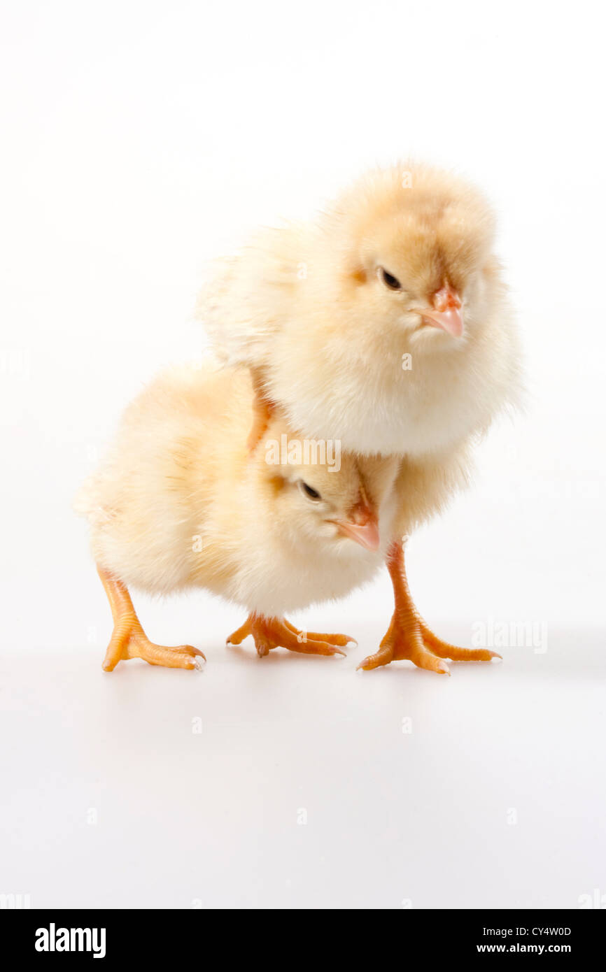 Baby chickens playing together, studio shot Stock Photo - Alamy
