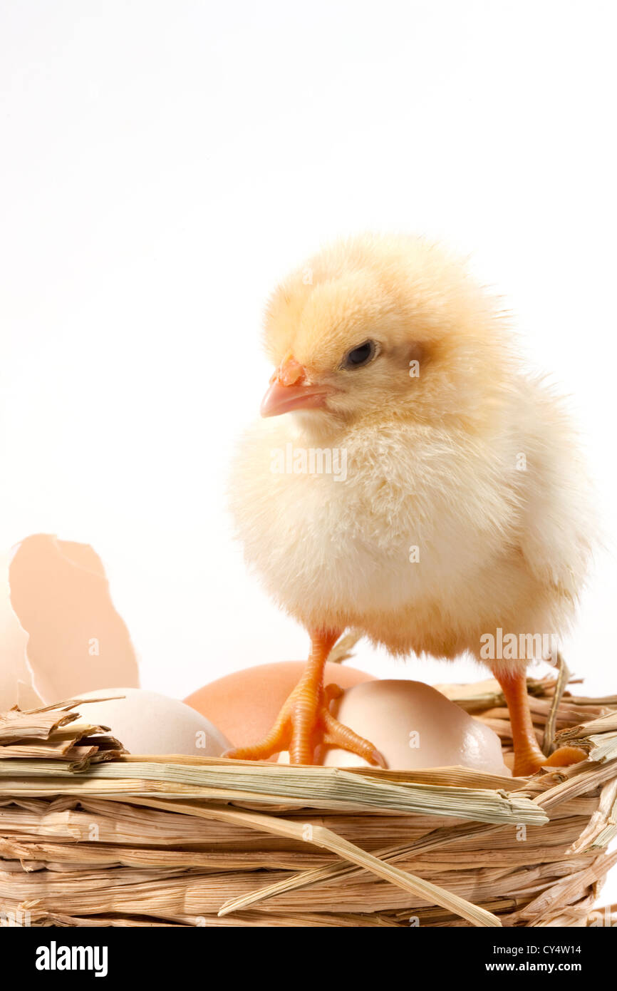 Baby chicken in bird's nest, studio shot Stock Photo - Alamy
