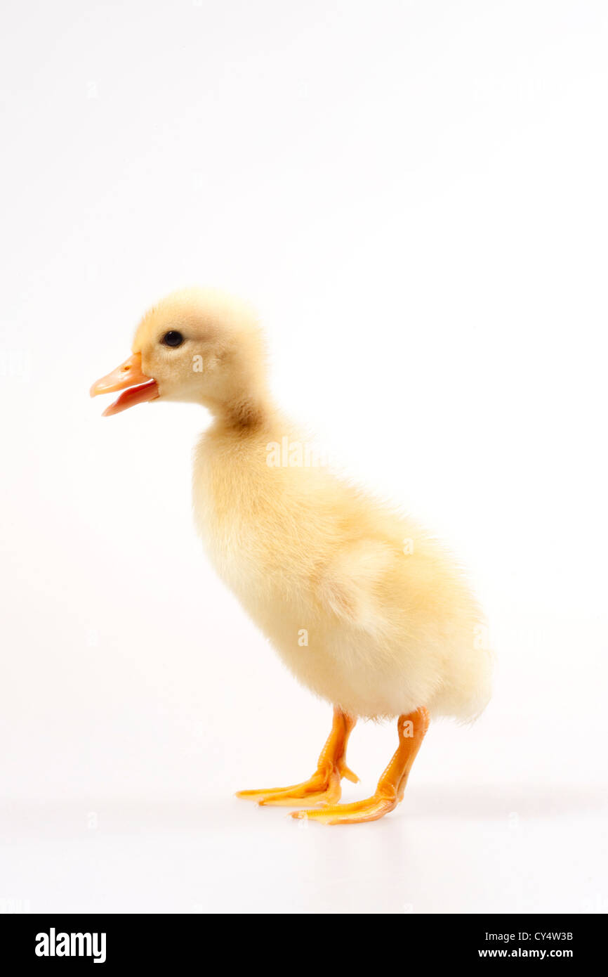 Portrait of cute duckling, studio shot Stock Photo - Alamy