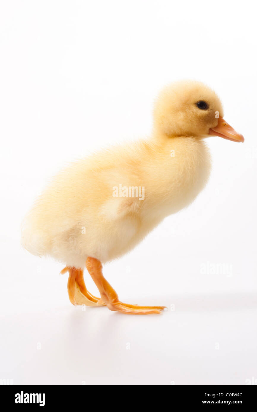 Portrait of cute duckling, studio shot Stock Photo - Alamy