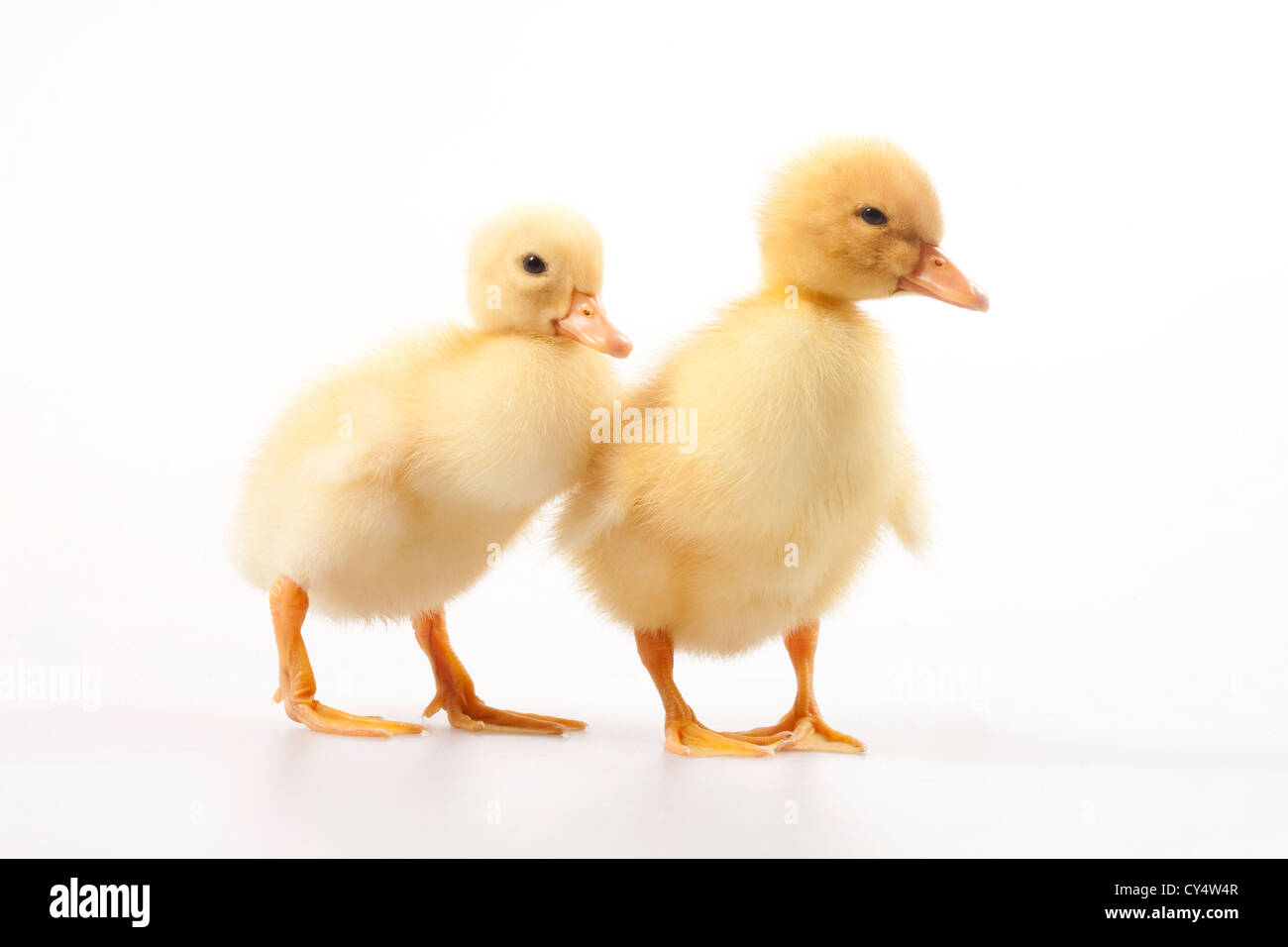 Portrait of cute ducklings, studio shot Stock Photo - Alamy
