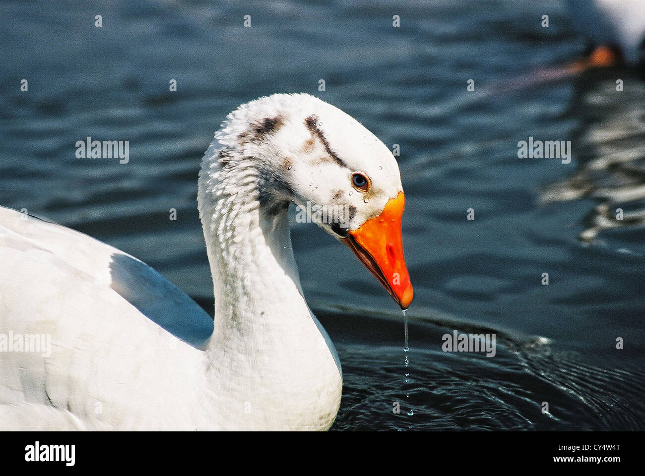 Goose on water Stock Photo - Alamy