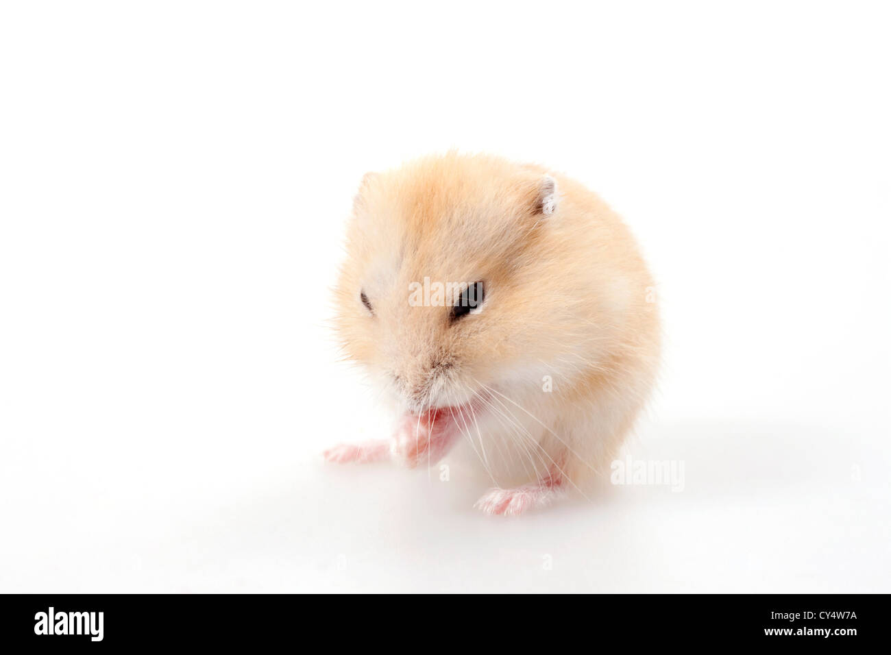 Portrait of cute hamster, studio shot Stock Photo - Alamy