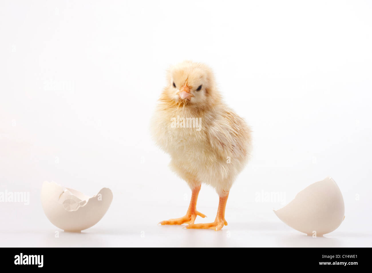 Baby chicken egg hi-res stock photography and images - Alamy