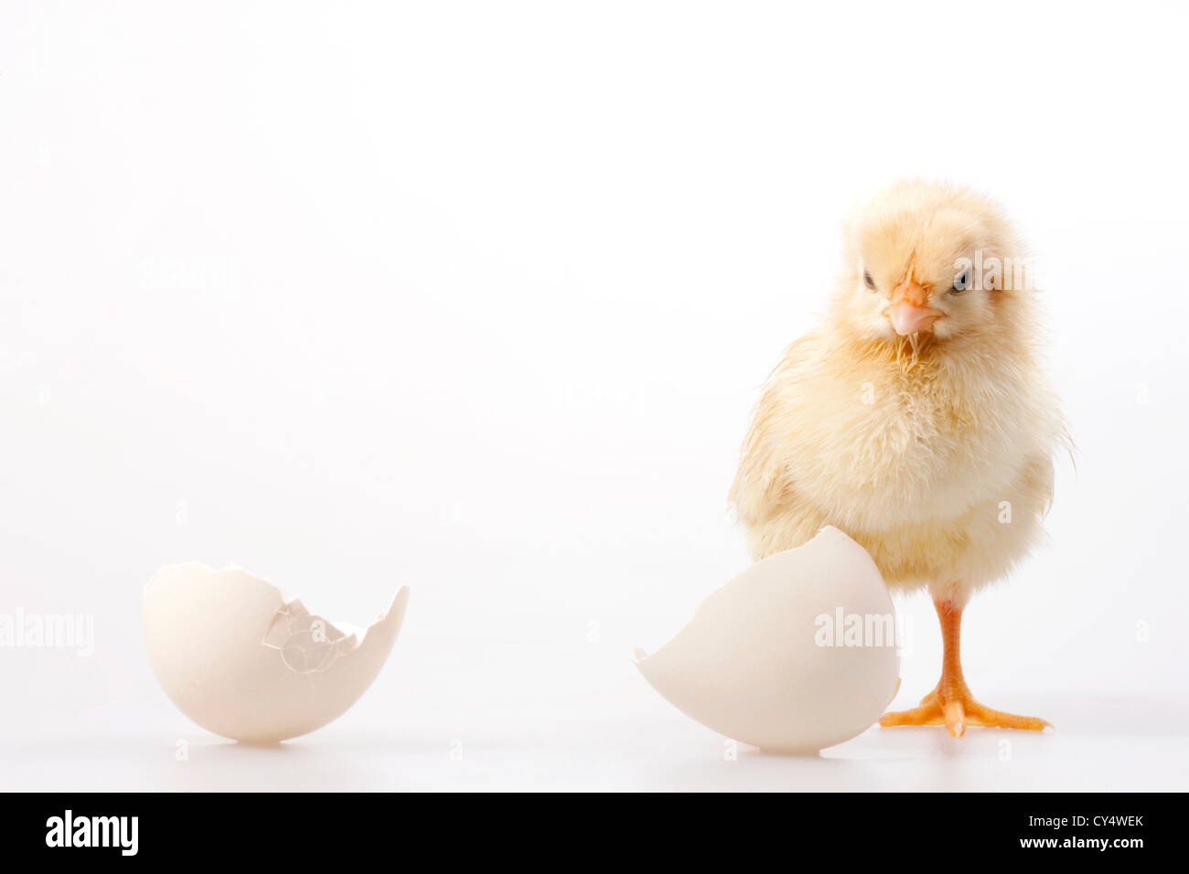Baby chicken out of egg, studio shot Stock Photo - Alamy