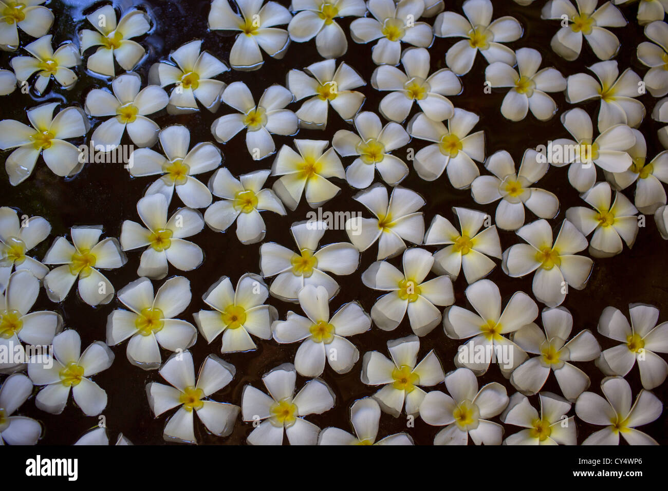 A display of temple tree flowers floating in water Stock Photo - Alamy
