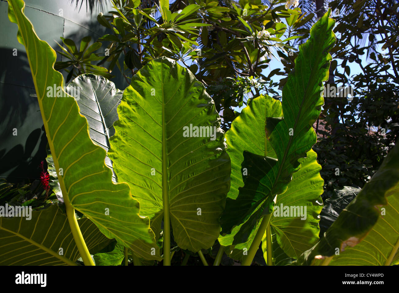Large leaves on a tropical plant Stock Photo - Alamy