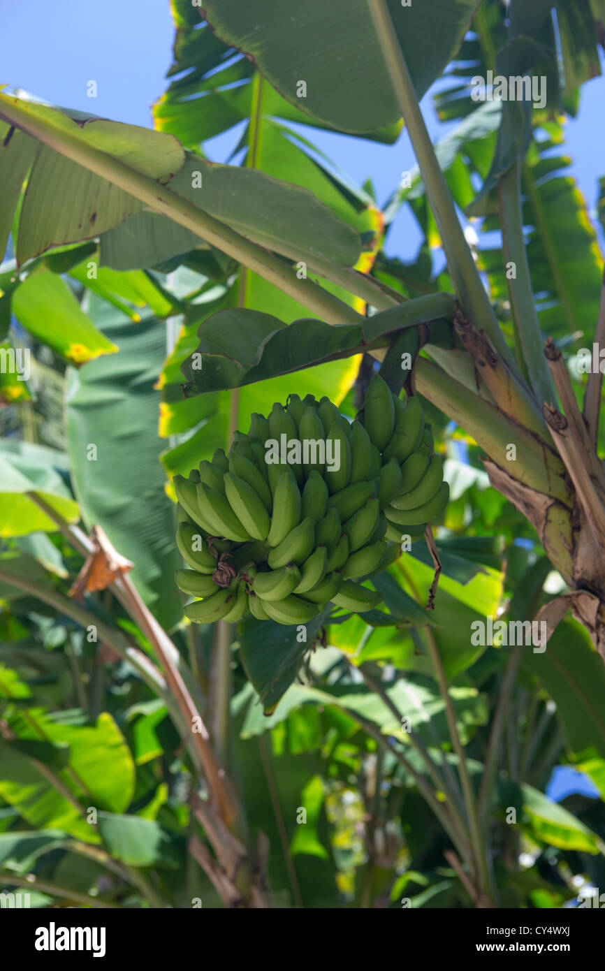 Bananas growing on a tree in a plantation Stock Photo - Alamy