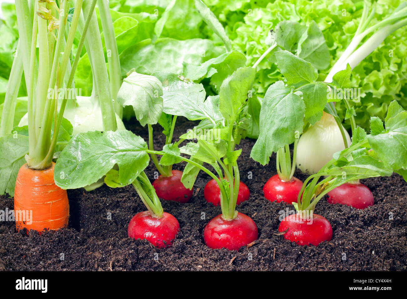 Mixed the soil mix hi-res stock photography and images - Alamy