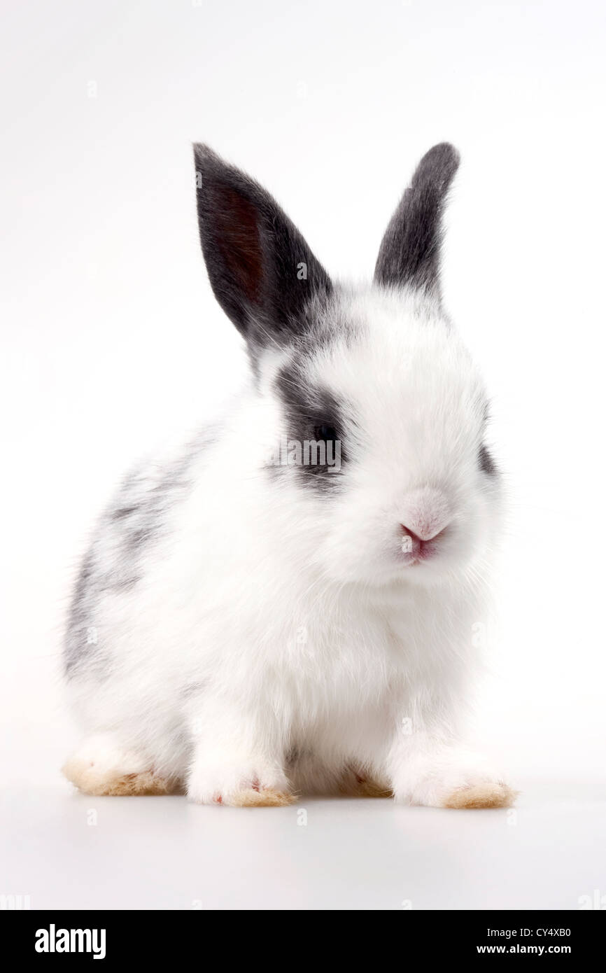 Portrait of cute rabbit Stock Photo - Alamy