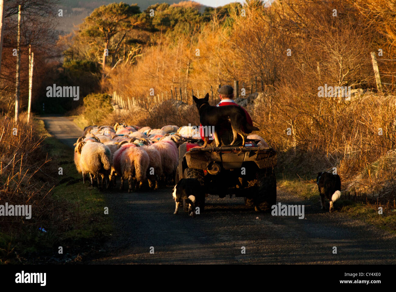 Sheep on mull scotland hi-res stock photography and images - Alamy