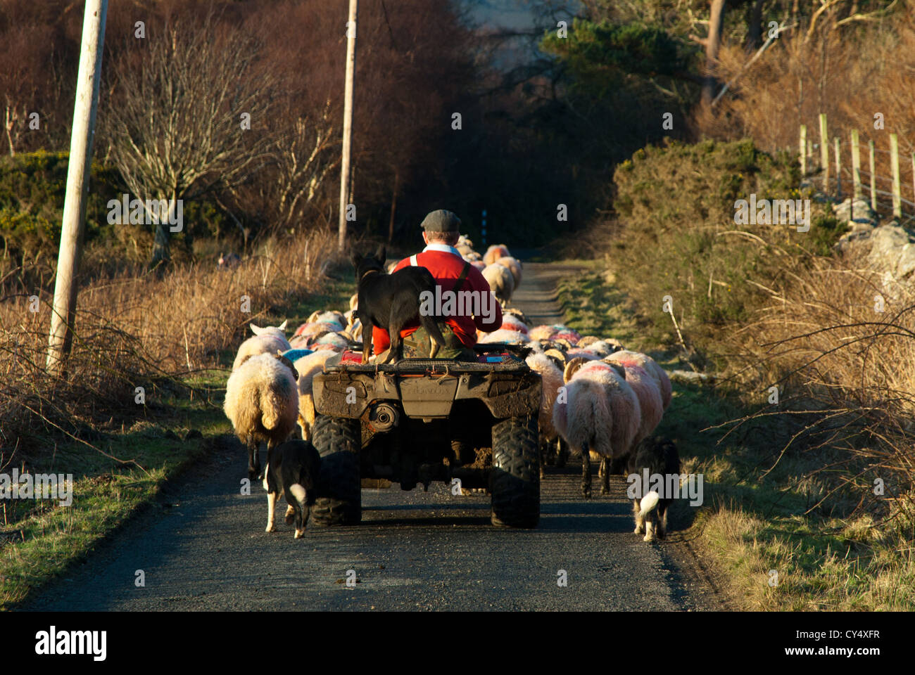 Driving sheep, Mull, west coast of Scotland Stock Photo - Alamy