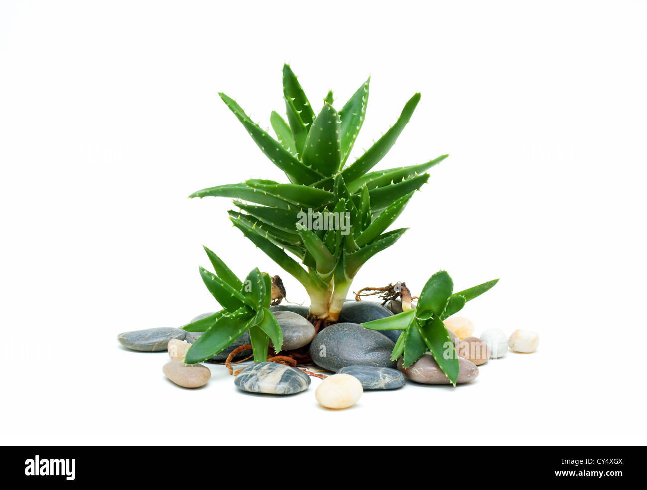 Aloe vera and stones isolated on white Stock Photo - Alamy
