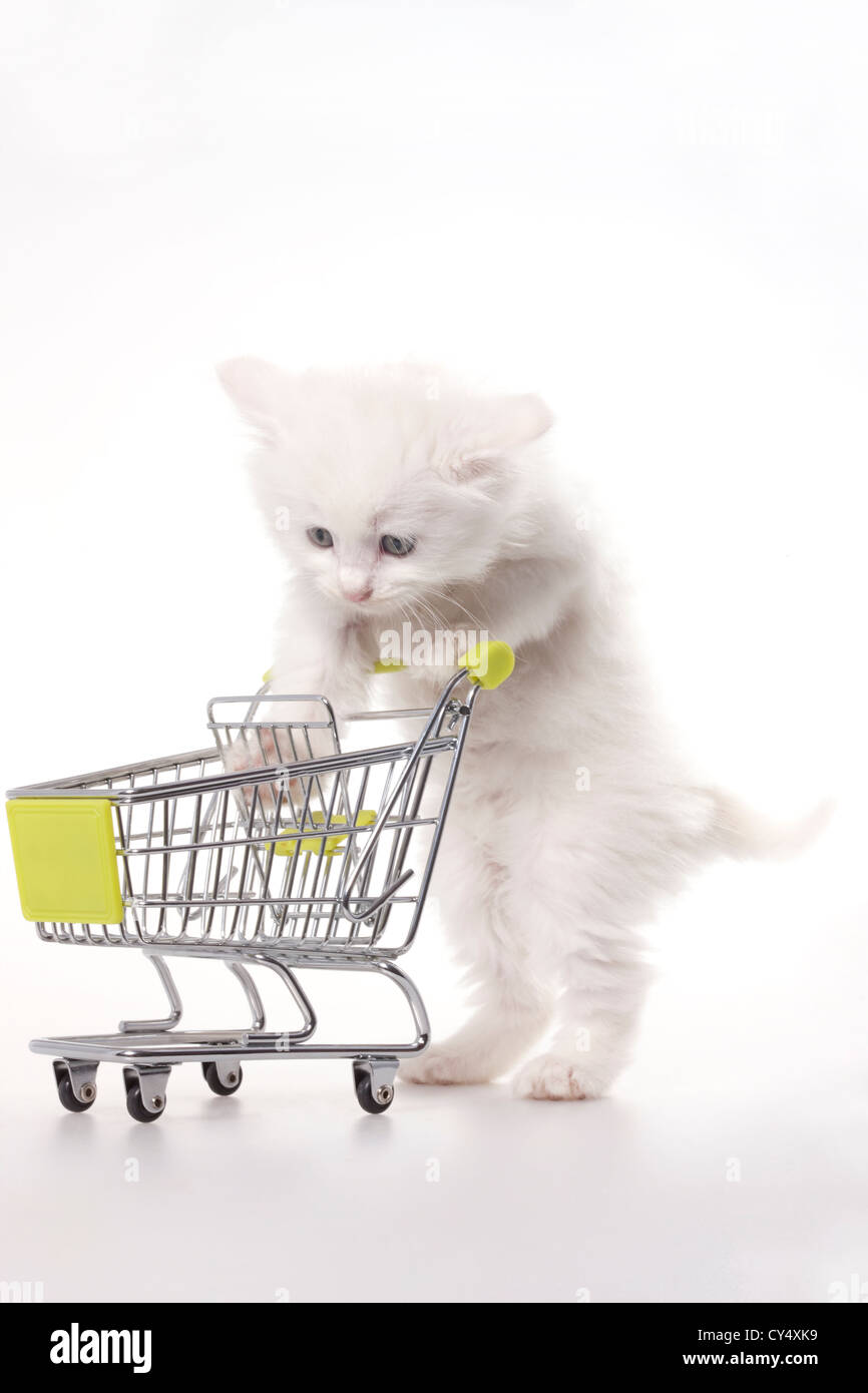 Kitten and shopping cart, studio shot Stock Photo - Alamy