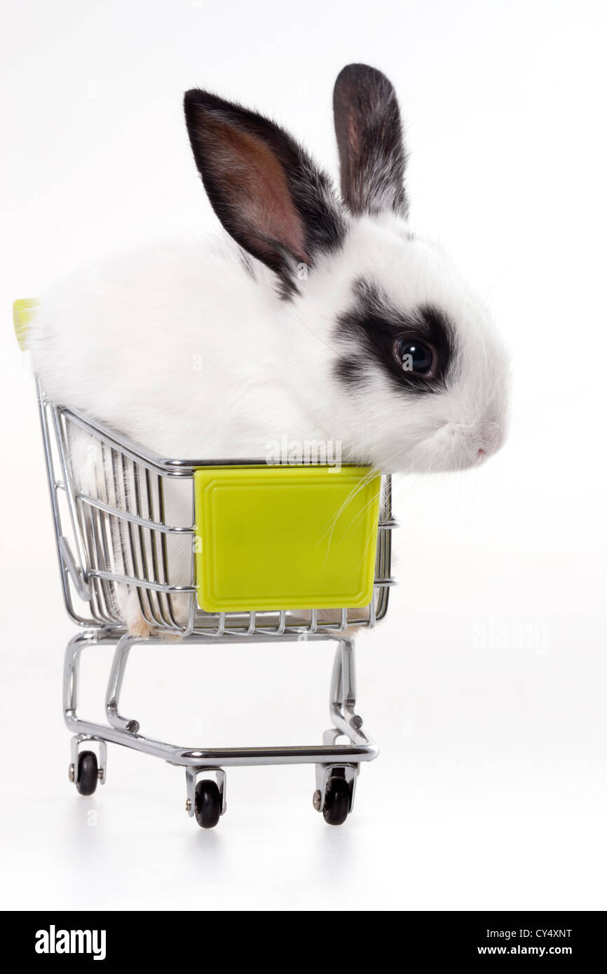 Rabbit inside studio hi-res stock photography and images - Alamy